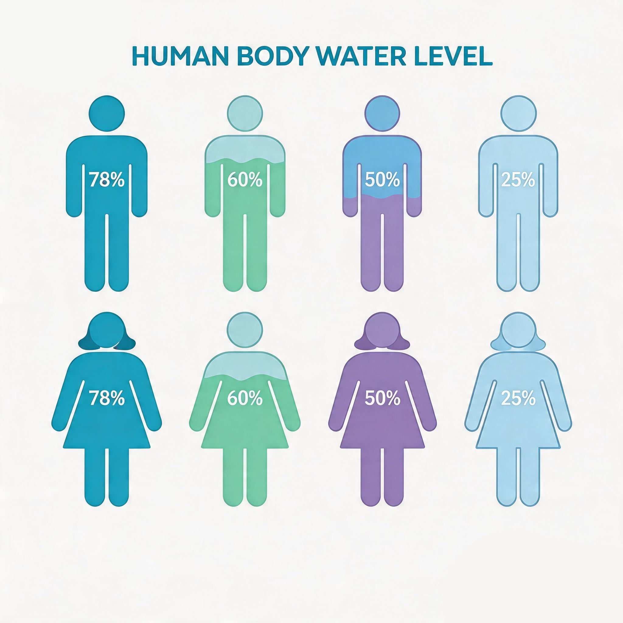 What Percentage of Water Is the Human Body? – arboleaf